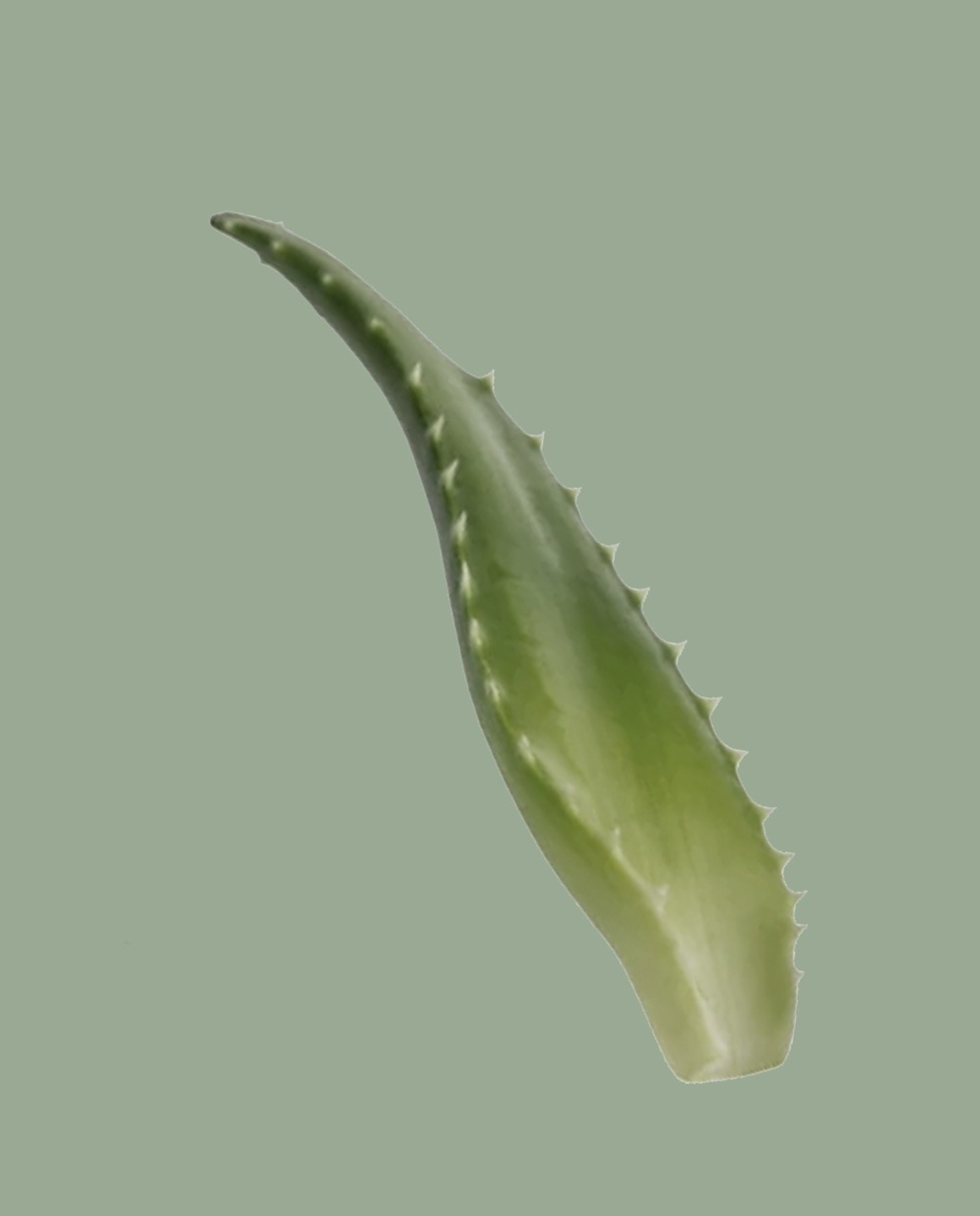 CBD Relief Cream (8 oz) – CauseMedic