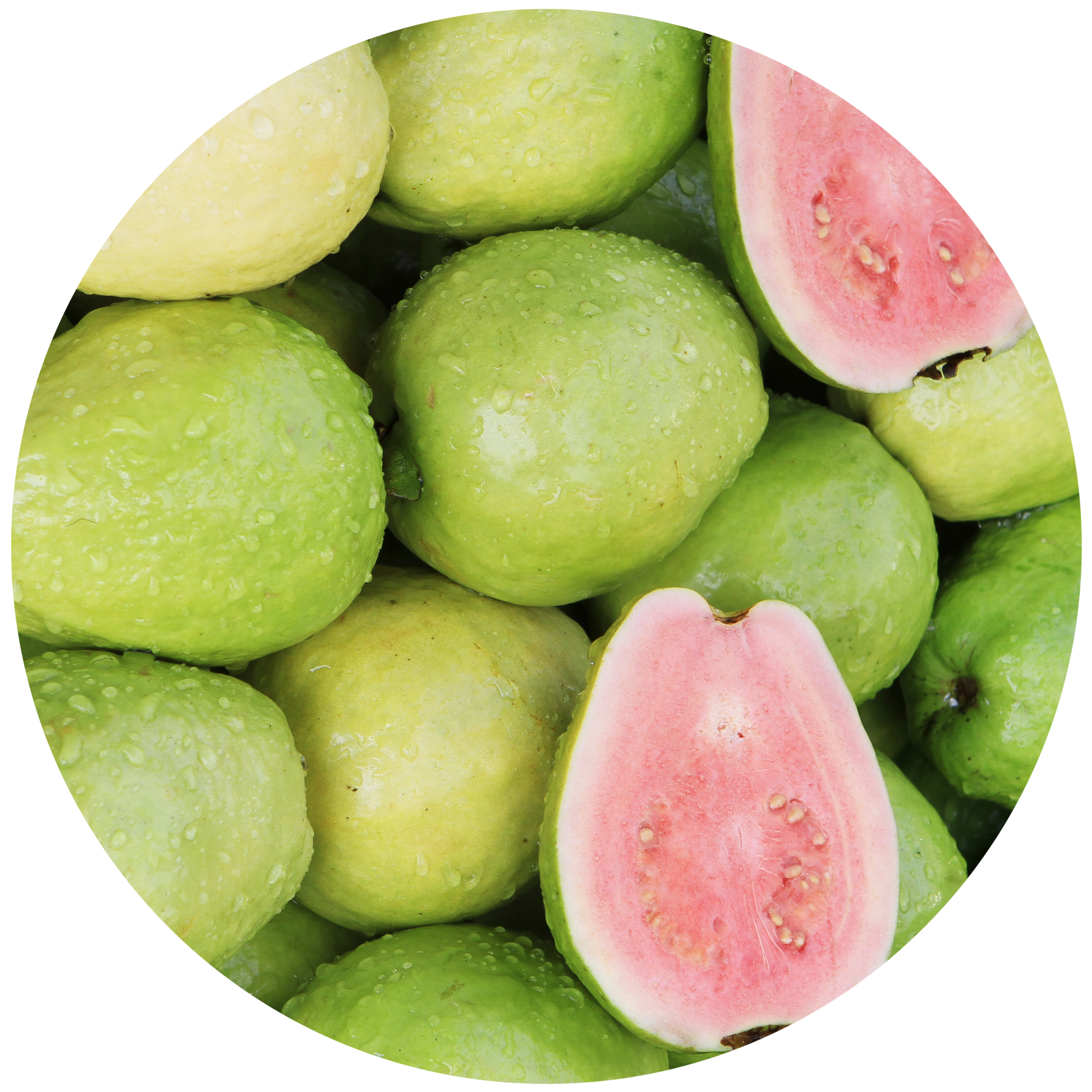 Buy Guava & Lychee Sorbet Hand & Body Lotion by ECOYA NZ online - ECOYA NZ