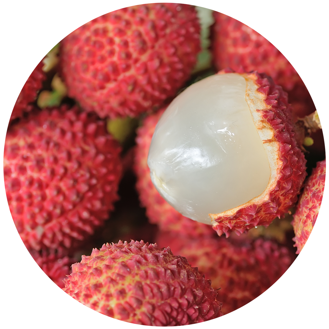 Buy Guava & Lychee Sorbet Hand & Body Lotion by ECOYA NZ online - ECOYA NZ