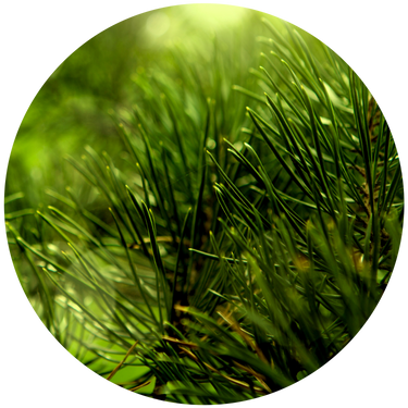 Buy Holiday: Fresh Pine Mini Reed Diffuser by ECOYA NZ online - ECOYA ...