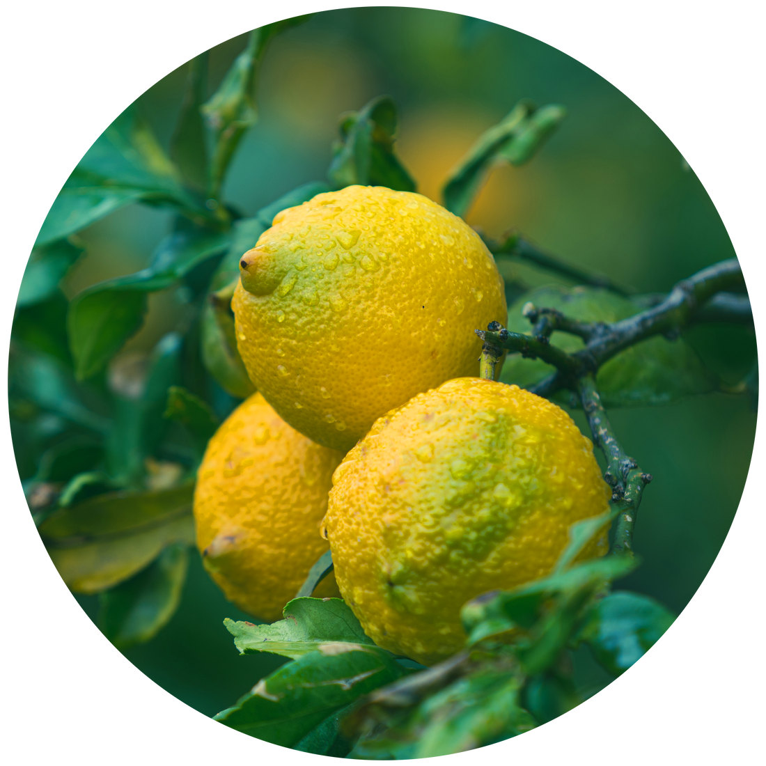 Buy Wild Sage & Citrus Ceramic Stone by ECOYA New Zealand Trade Portal ...