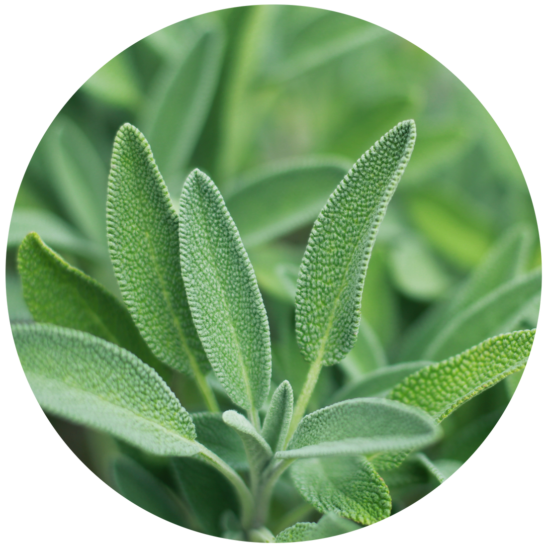 Buy Wild Sage & Citrus Ceramic Stone by ECOYA New Zealand Trade Portal ...