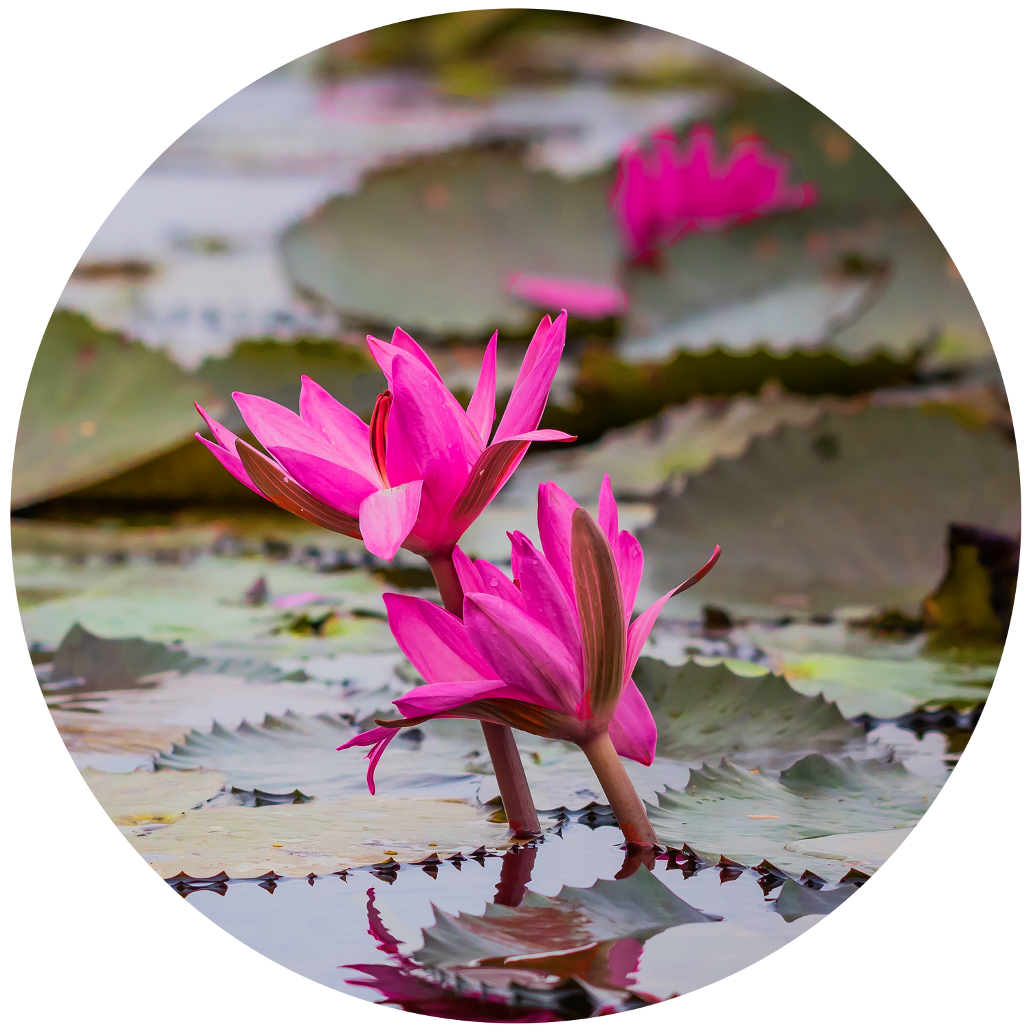 Buy Lotus Flower Reed Diffuser by ECOYA AU online - ECOYA Australia