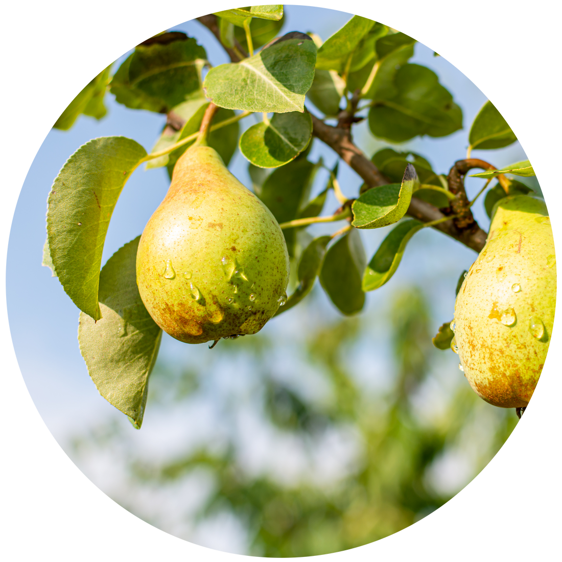 Buy French Pear Reed Diffuser by ECOYA AU online - ECOYA Australia