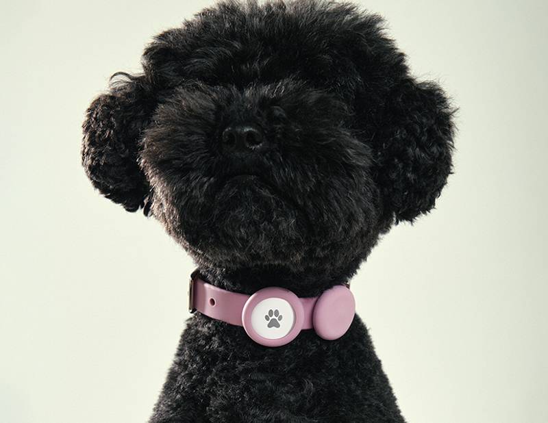 Pet Collection | Cat & Dog Accessories | frank green Australia