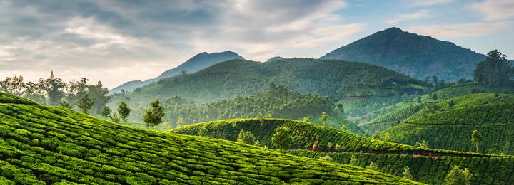 Indian Tea – Indian Tea Bags & Loose Leaf Chai & Black Tea – Twinings