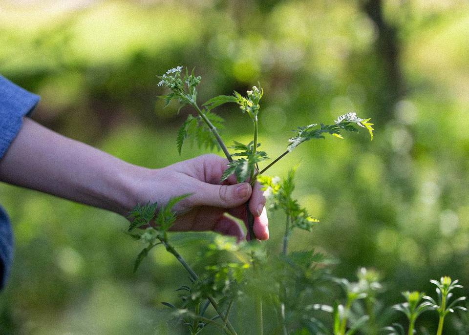 Chypre - an accord (or blend) of citrus, florals & balsamic sweetness ...