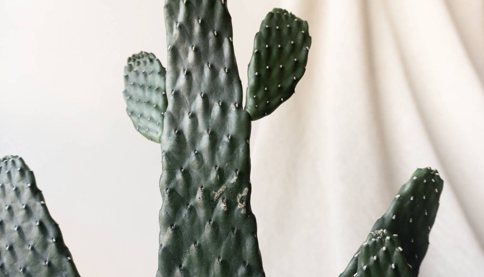 Plant care tips by Leaf Envy | Cactus