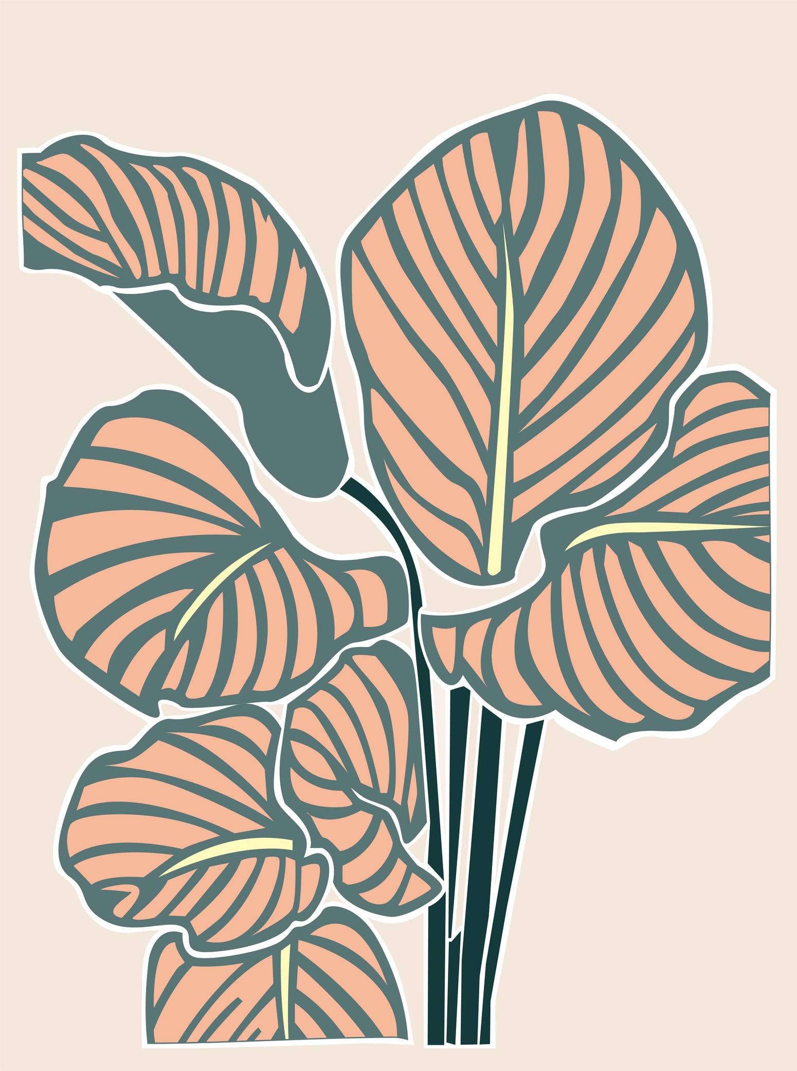 Calathea | Plant Care Guide | Leaf Envy