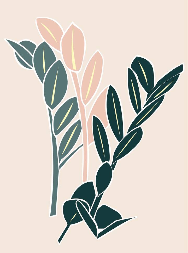 ZZ Plant | Plant Care Guide | Leaf Envy