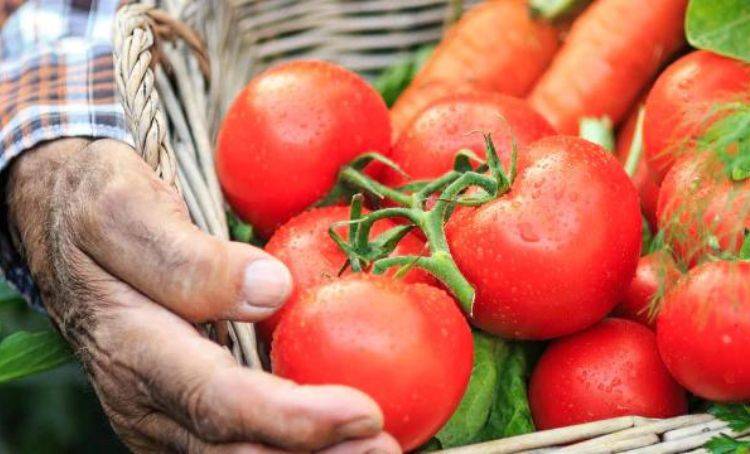Shop All Vegetable Seed Collections in NZ – Kings Seeds NZ