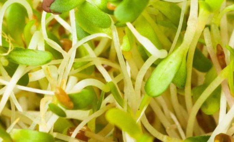 Shop Organic Sprouting Seeds in New Zealand – Kings Seeds NZ