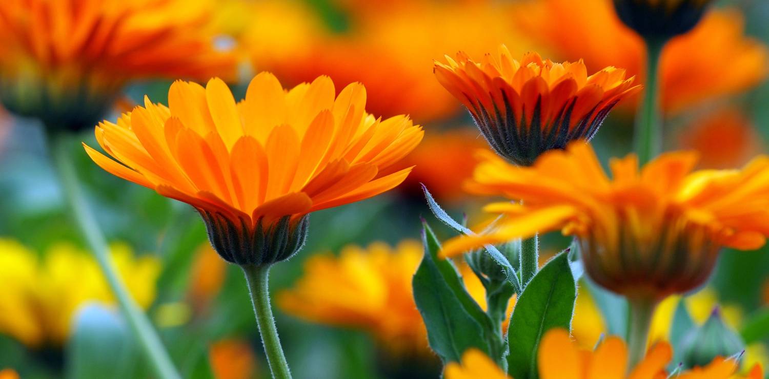 Shop Calendula Seeds in NZ (Calendula officinalis) – Kings Seeds NZ