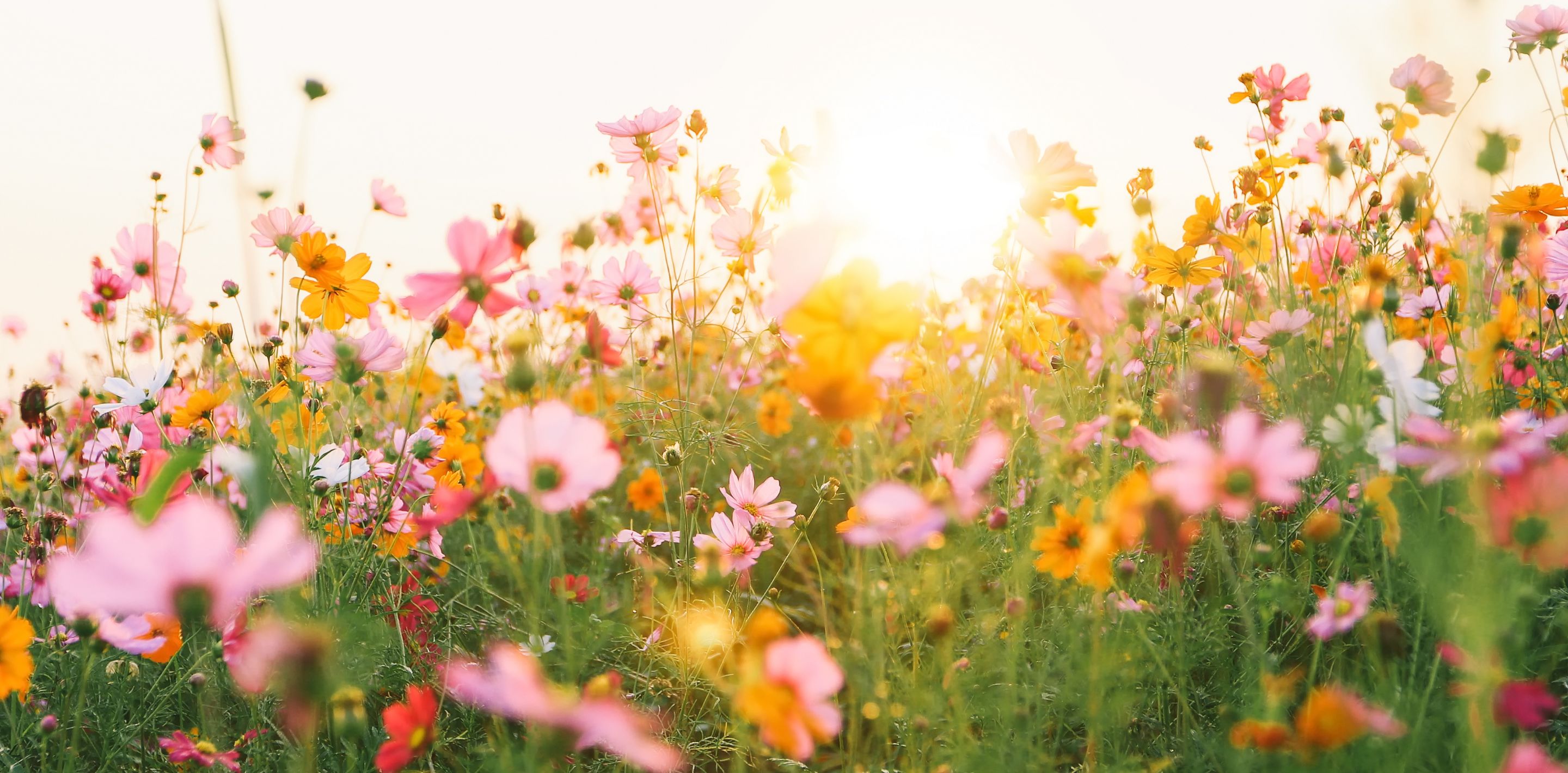 Shop Cosmos Seeds in NZ (Cosmos bipinnatus) – Kings Seeds NZ