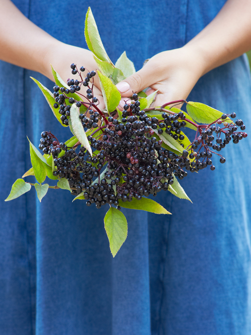 Food-Grown Daily Multi Nutrient | Created For Children & Wild Nutrition