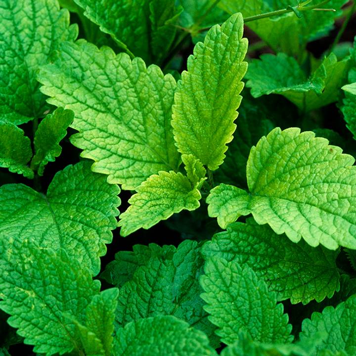 Lemon Balm | Traditional Medicinals