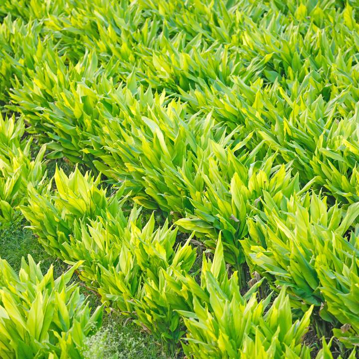Turmeric Traditional Medicinals