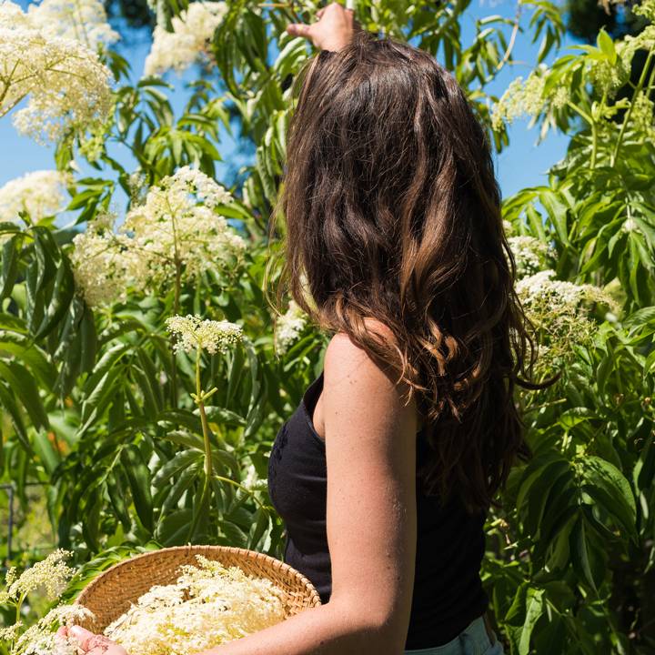 Elder | Traditional Medicinals