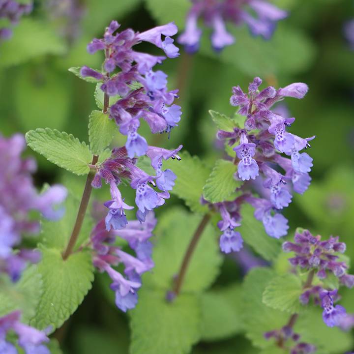 Catnip | Traditional Medicinals