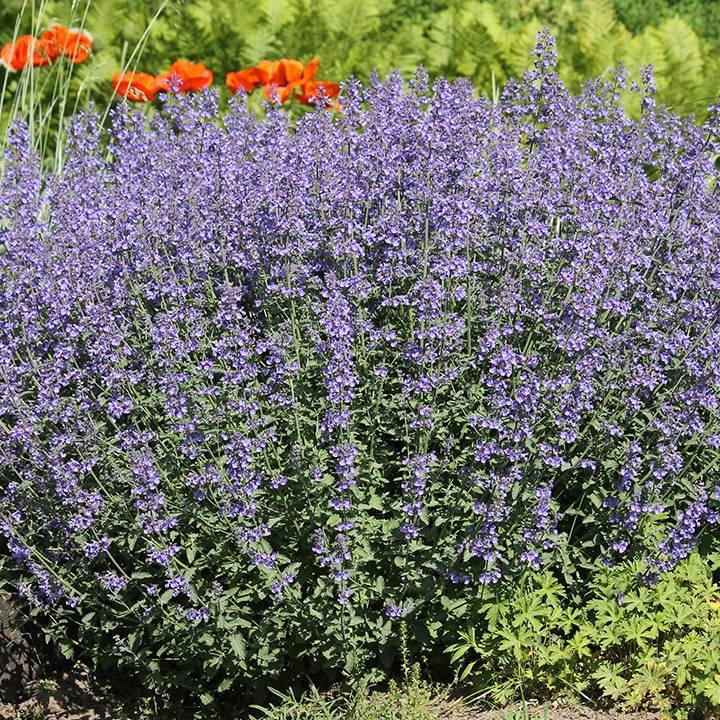 Catnip | Traditional Medicinals