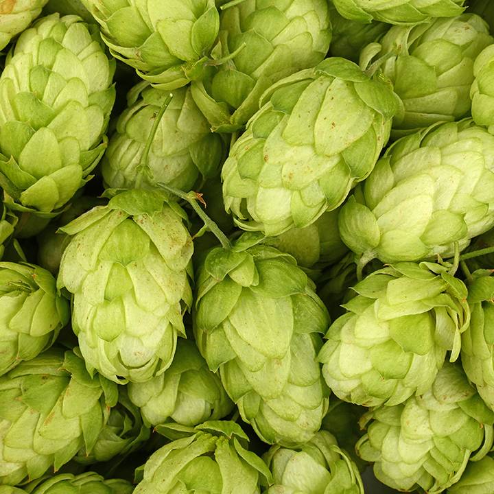 Hops | Traditional Medicinals