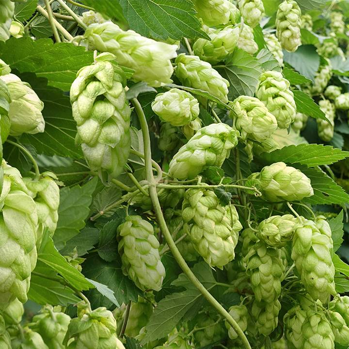 Hops | Traditional Medicinals