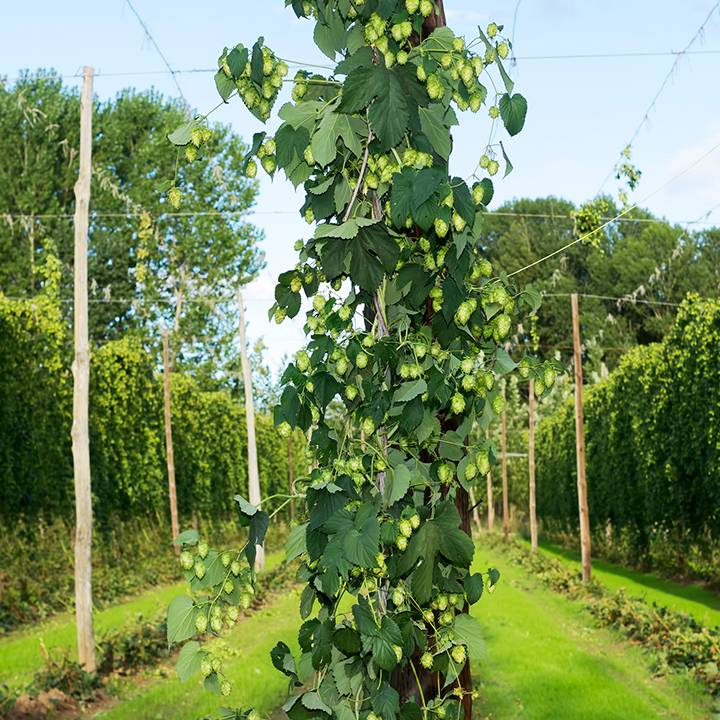Hops | Traditional Medicinals