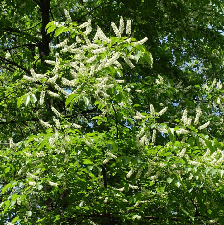 Wild Cherry | Traditional Medicinals