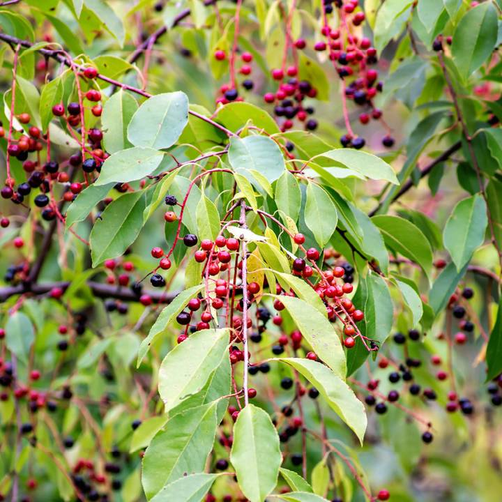 Wild Cherry | Traditional Medicinals