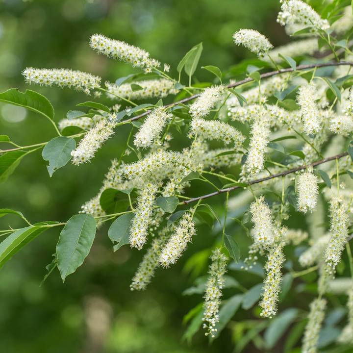 Wild Cherry | Traditional Medicinals