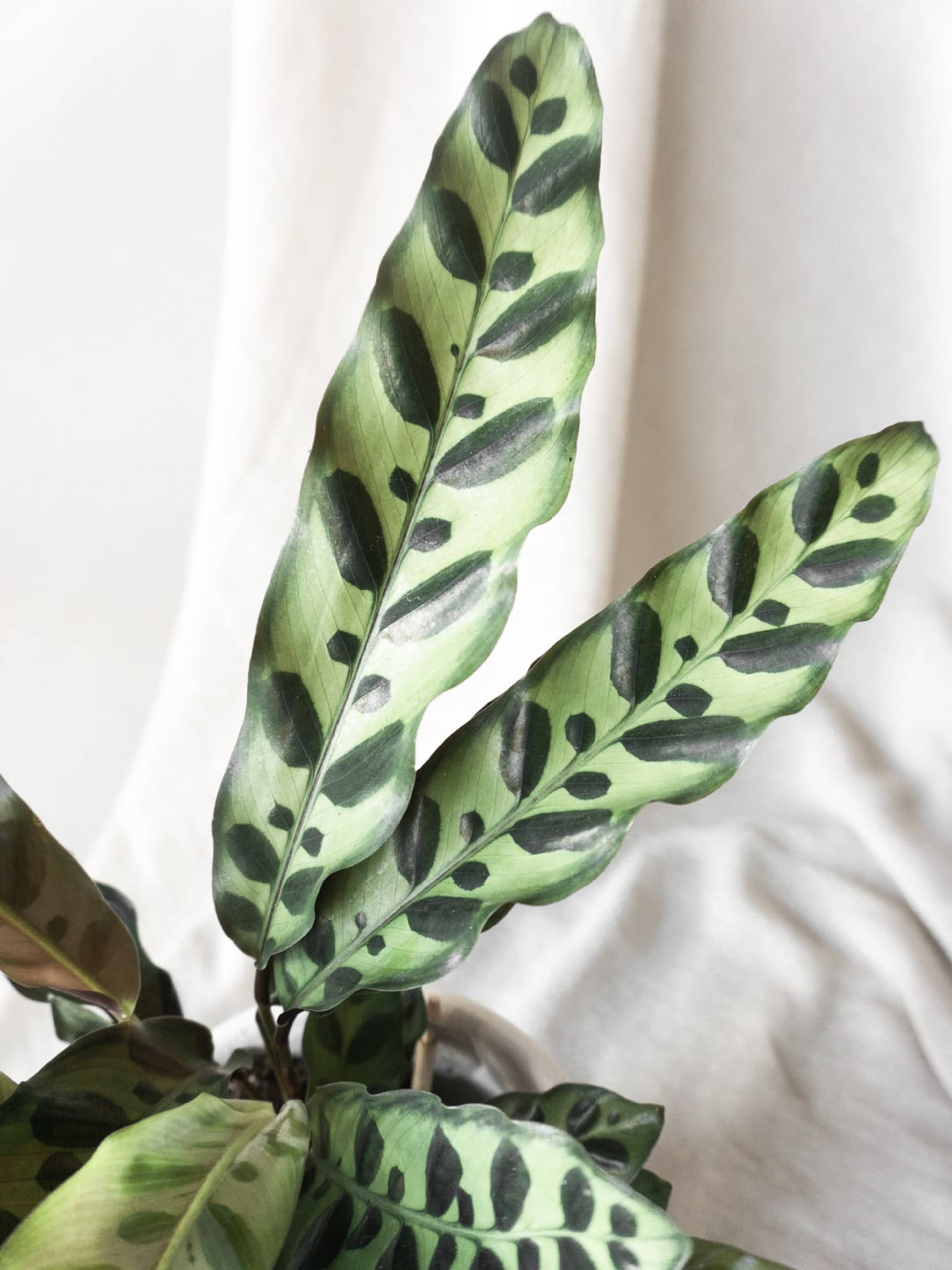 Calathea Rattlesnake – Leaf Envy