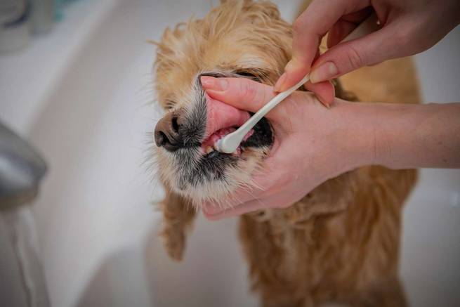 Die richtige Zahnpflege beim Hund - So geht’s | mammaly