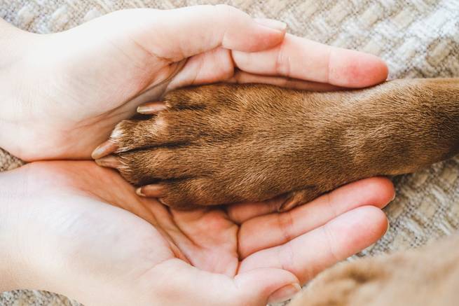 Pfoten-Krankheiten beim Hund