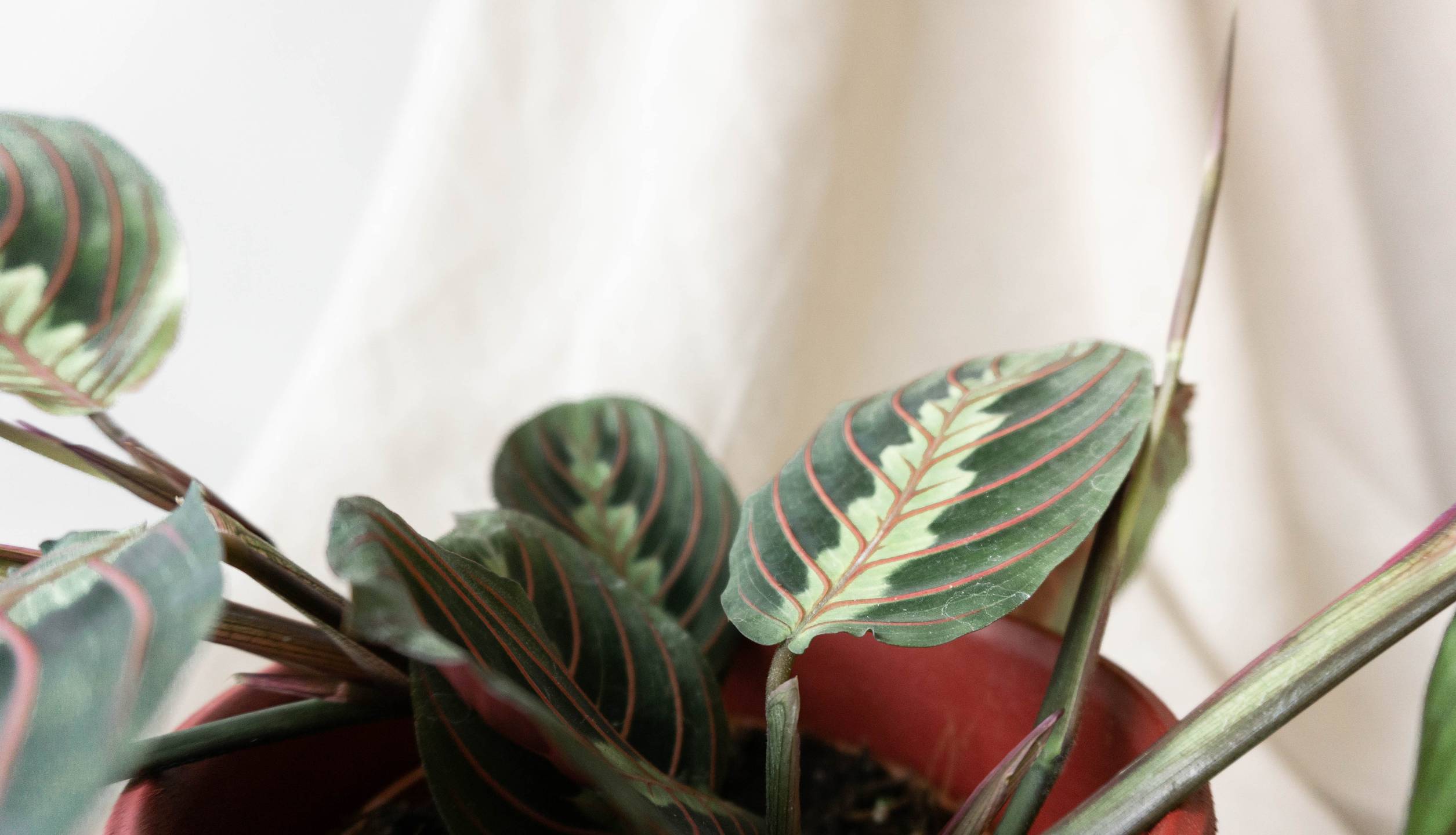 Calathea Maranta | Indoor plants & houseplants for delivery by Leaf Envy