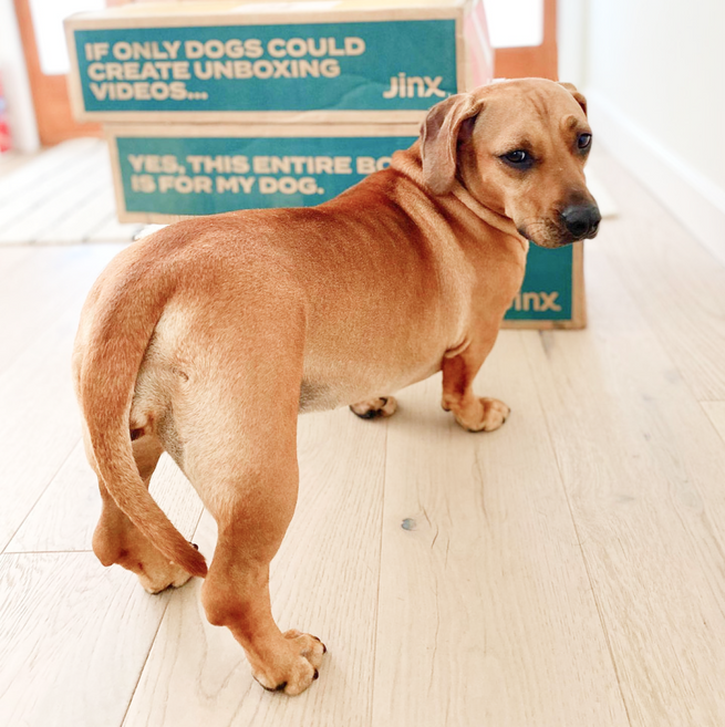 Jinx | Dog Kibble: Salmon & Sweet Potato