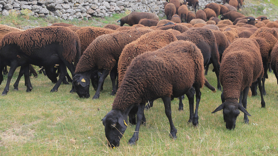 Natural Glow | The Ultimate Skin Supplement | Wild Nutrition & Wild ...