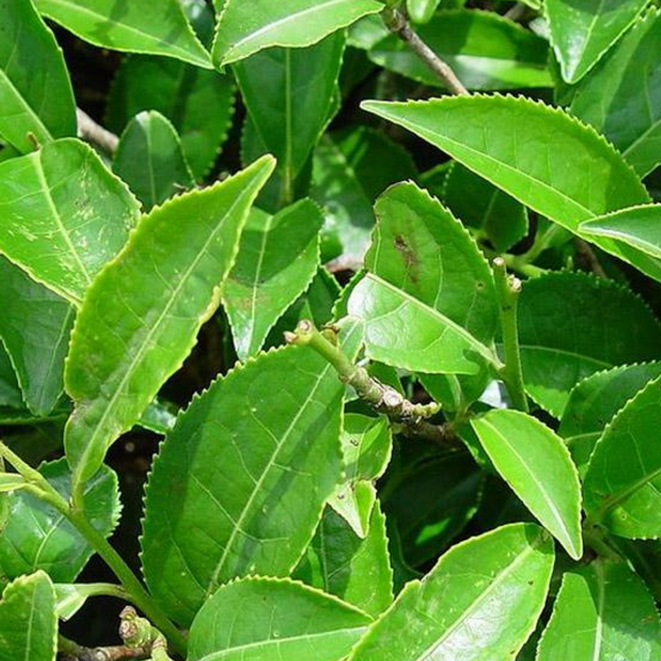 Blurred Vines - Sharp | Three Spirit Drinks – Three Spirit UK