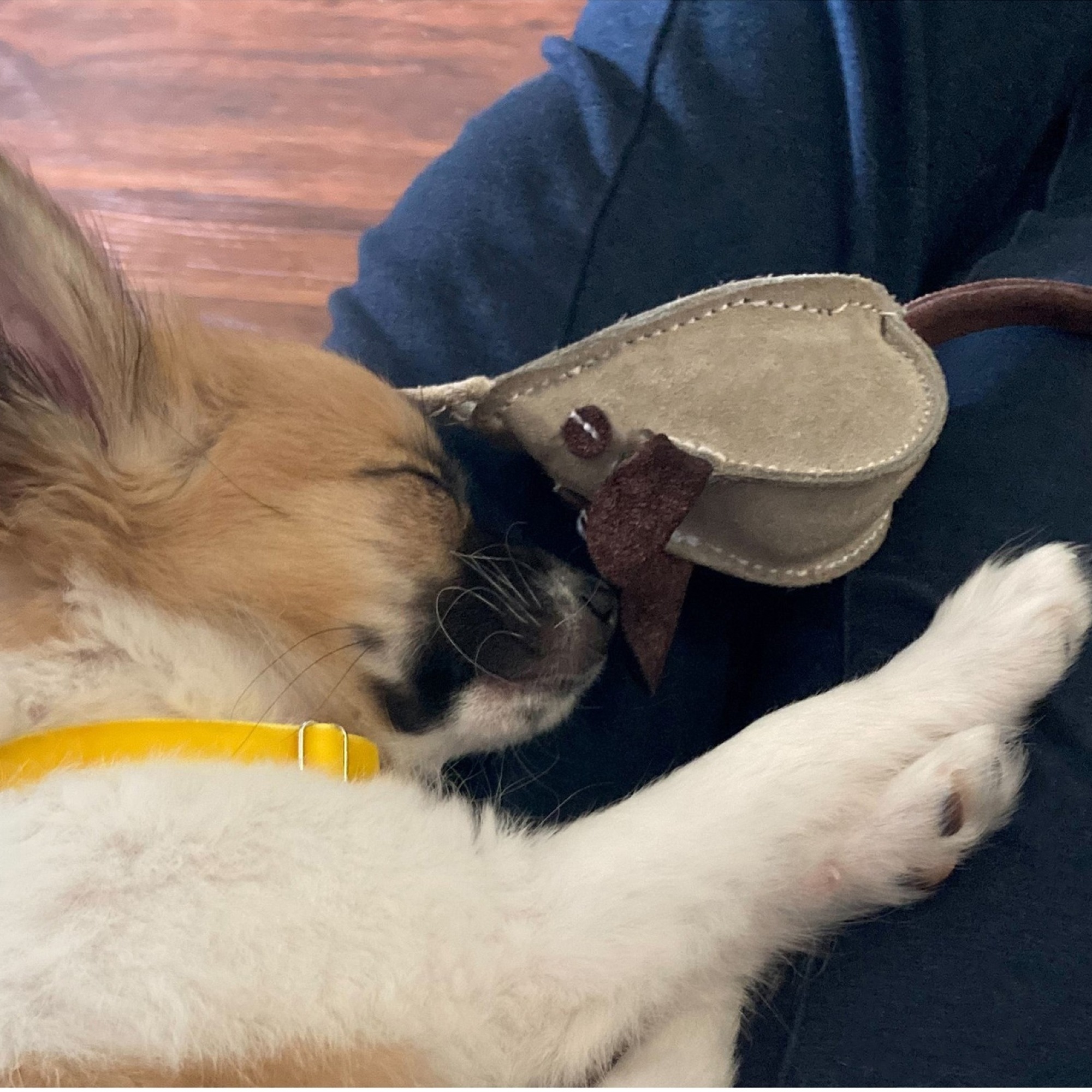 Mike the Mouse | Eco Toy for Small Dogs – Green and Wilds - Retail