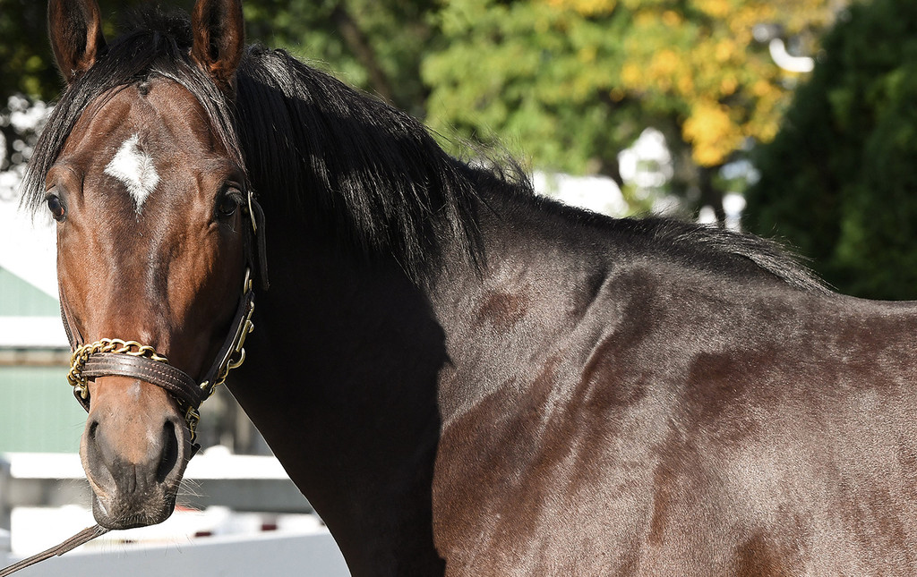 Flagship Rye – Pinhook Bourbon