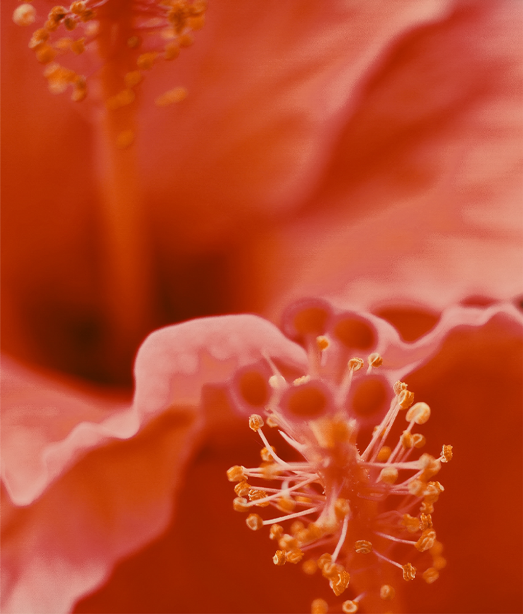 CHA Hibiscus Ginger Lime (12oz Can - 12 Pack)