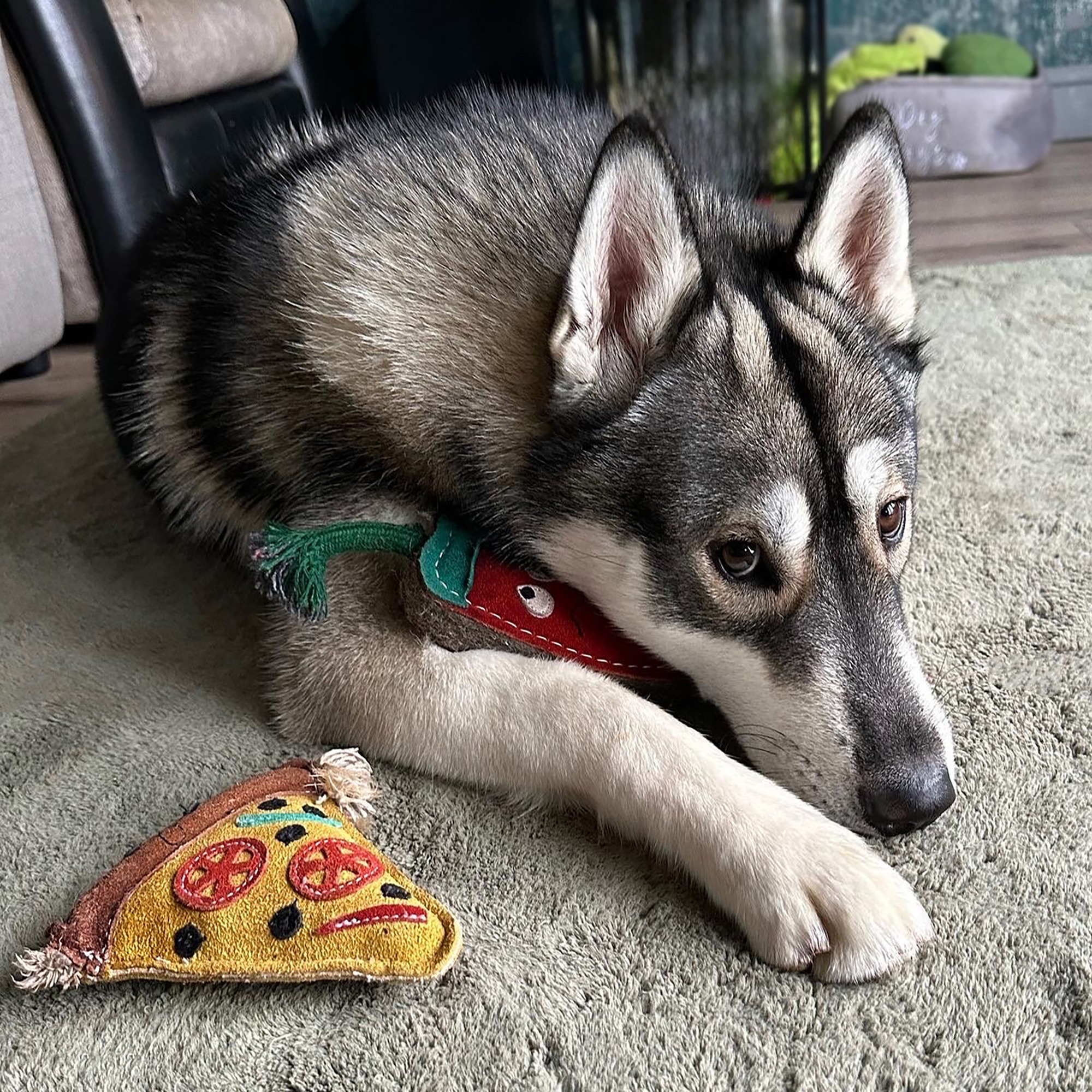 Pepe le Pizza, Eco Dog Toy – Green and Wilds - Trade