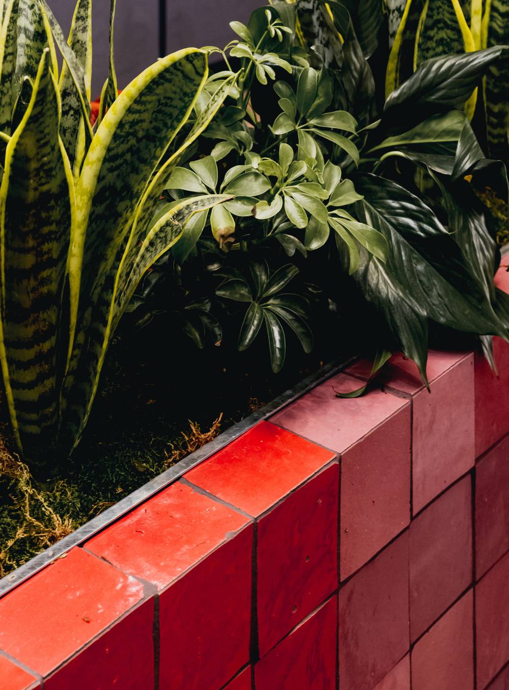 zellige tiles | moroccan | palace red 4" square | clé – clé tile